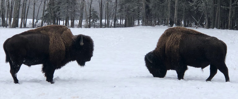 Gallery – Tatonka Flats Bison