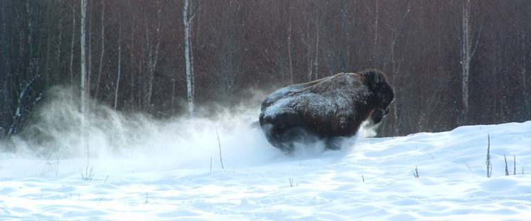 Gallery – Tatonka Flats Bison