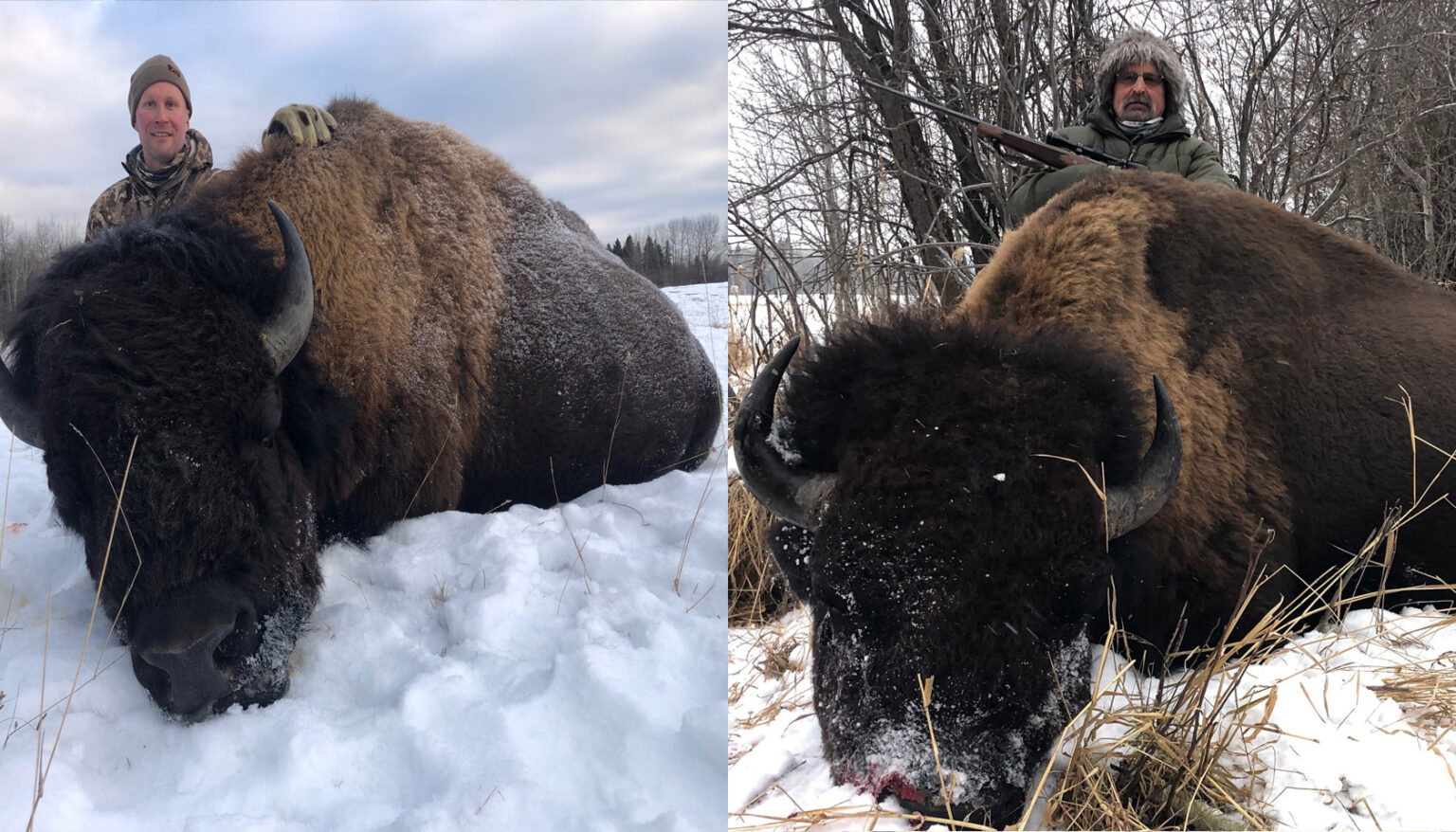 Gallery – Tatonka Flats Bison