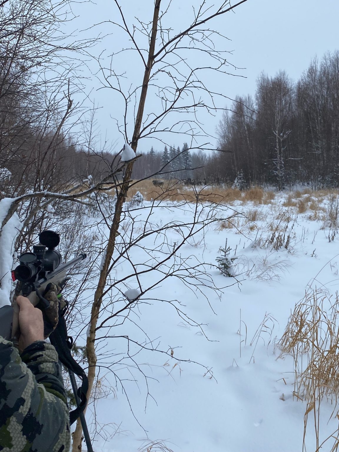 Bison Cow Hunts – Tatonka Flats Bison